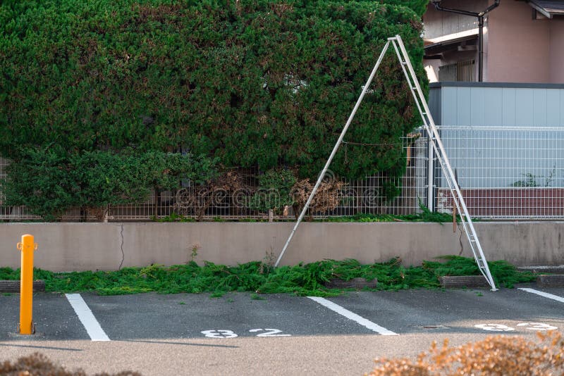 Shrub and Bush Pruning and Cutting Branches with a Metal Ladder Stock ...