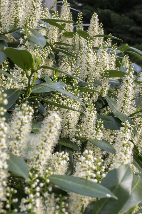 Shrub of Cherry Laurel in Bloom, Group of Flowers and Leaves Stock ...