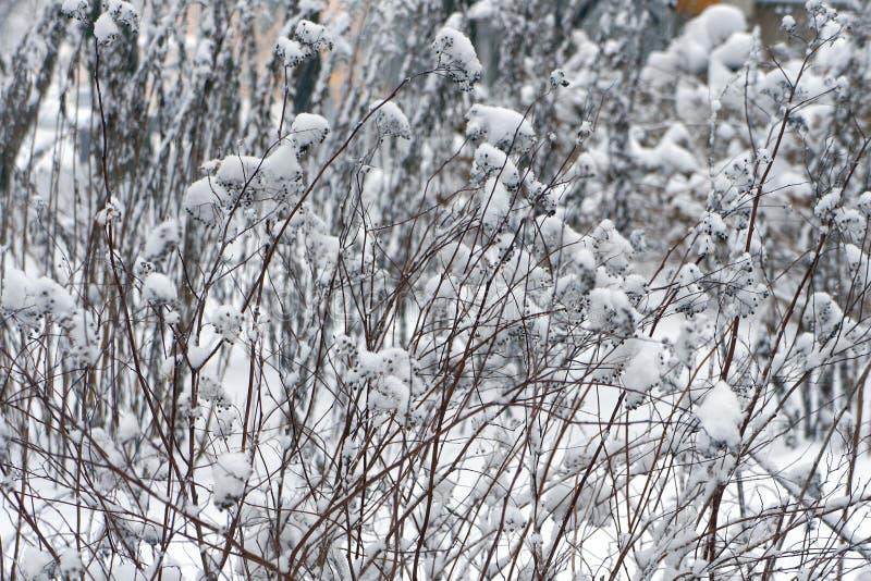 Shrub covered with snow. stock image. Image of seasonal - 65027283