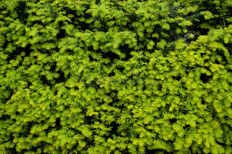 The Shrub with Dense Green Leaves Stock Image - Image of nature, spring ...