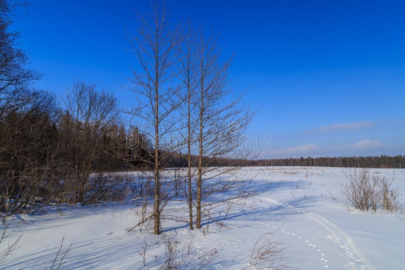 Shrub in the Edge of the Forest Stock Photo - Image of blue, sunny ...