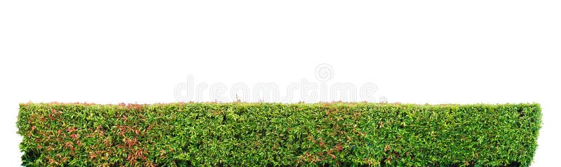 Shrub fence stock photo. Image of green, bush, background - 21268842