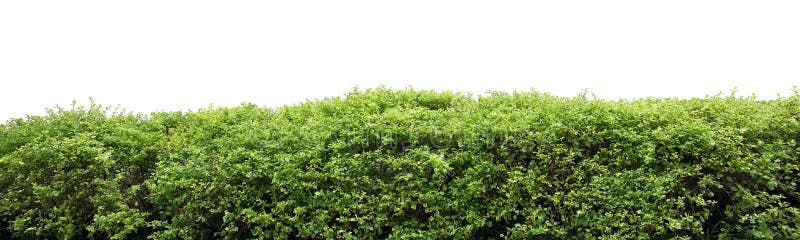 Shrub fence stock photo. Image of green, bush, background - 21268842