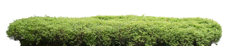 Shrub fence stock photo. Image of green, bush, background - 21268842