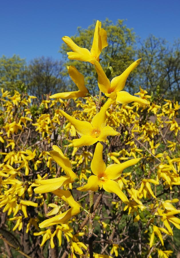 Shrub flowers Forsythia stock image. Image of care, watering - 262155931