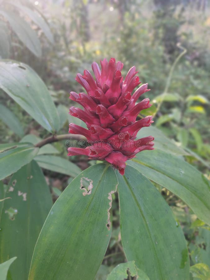 Shrub fruit red stock photo. Image of garden, herb, shrub - 263899570