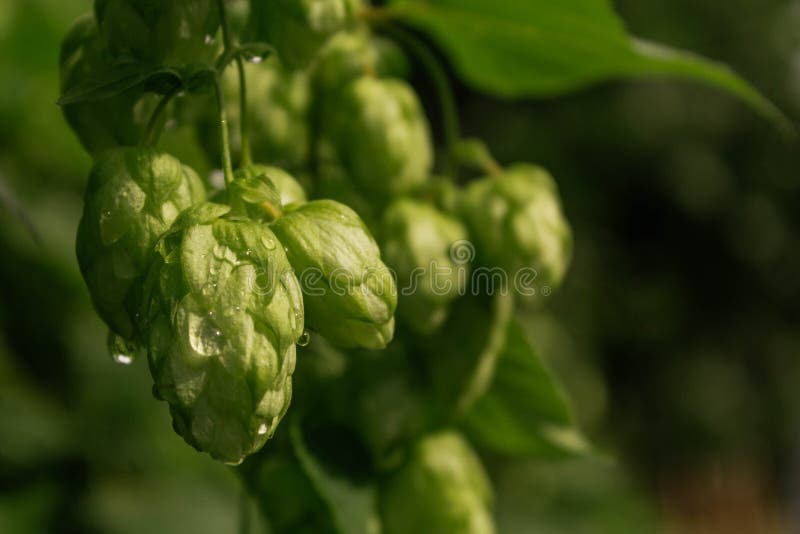 Shrub of green hops stock photo. Image of beer, grass - 126676922
