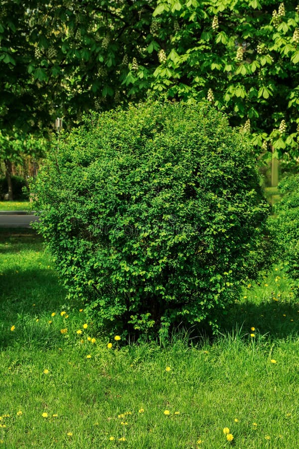 Shrub with Green Leaves in Park on Sunny Day Stock Photo - Image of ...