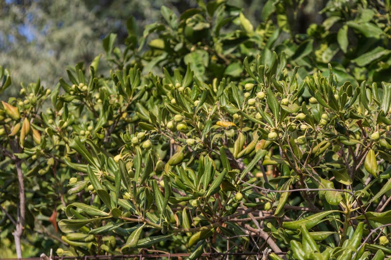 A Shrub with Green Leaves and Small Green Berries Stock Image - Image ...