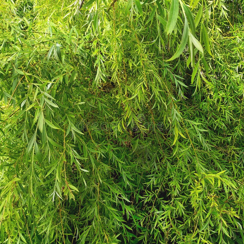 Shrub Green Leaves Texture, Wallpaper, Nature Background Stock Image ...