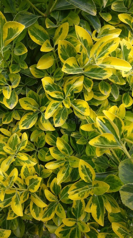 Shrub stock photo. Image of tree, green, nature, plant - 91967380