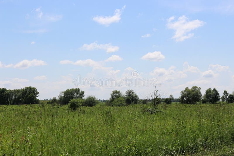 The Shrub Grows on the Edge of the Forest. Everything Around is Greener ...