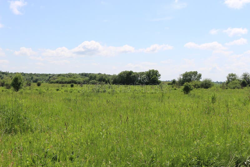 The Shrub Grows on the Edge of the Forest. Everything Around is Greener ...