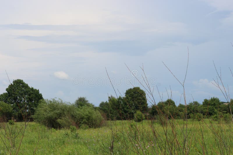 The Shrub Grows on the Edge of the Forest. Everything Around is Greener ...