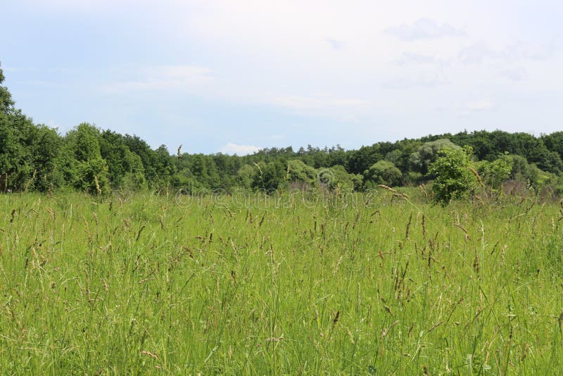 The Shrub Grows on the Edge of the Forest. Everything Around is Greener ...