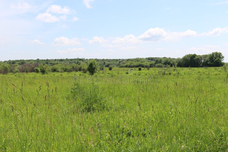 The Shrub Grows on the Edge of the Forest. Everything Around is Greener ...