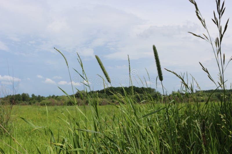 The Shrub Grows on the Edge of the Forest. Everything Around is Greener ...