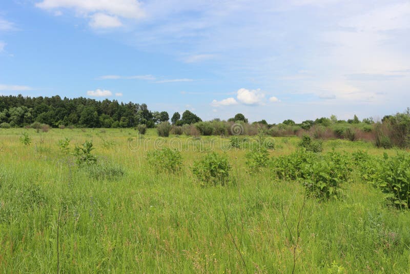 The Shrub Grows on the Edge of the Forest. Everything Around is Greener ...