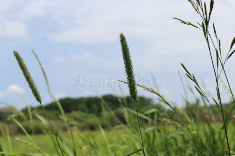 The Shrub Grows on the Edge of the Forest. Everything Around is Greener ...