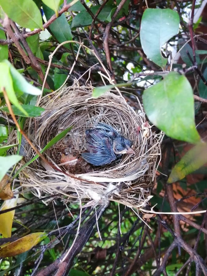 Shrub Has Birdie Inside a Nest. a Small Bird in the Philippines. Maya ...