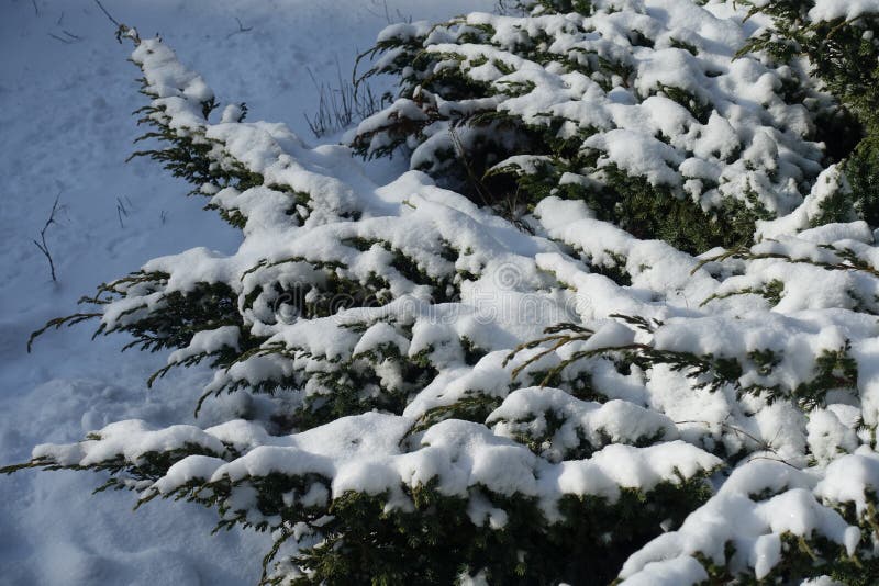 Shrub of Juniper Covered with Snow in February Stock Photo - Image of ...