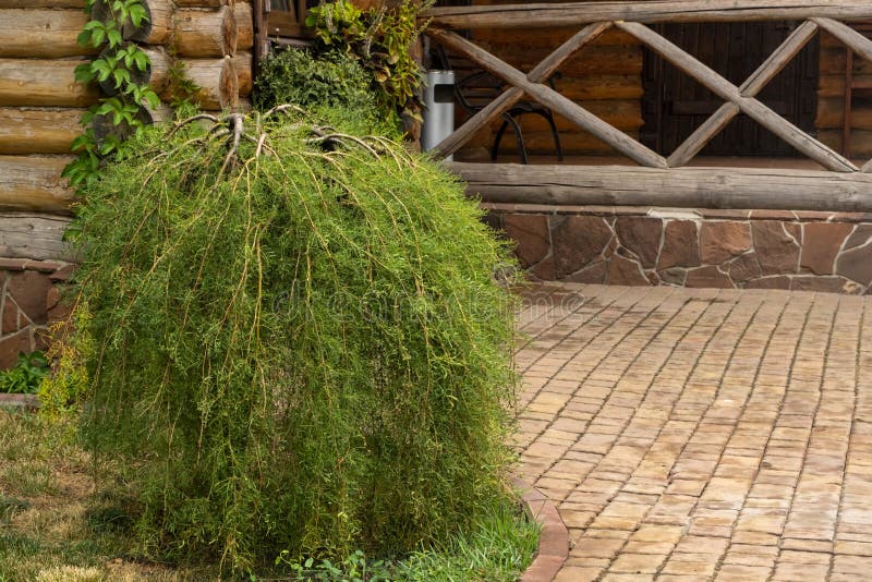 Shrub in Landscape Design. a Spherical Plant that Grows with Branches ...