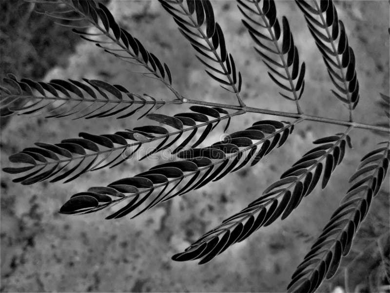 Shrub Leaves and Branches Symmetrical Pattern in Grayscale Stock Image ...
