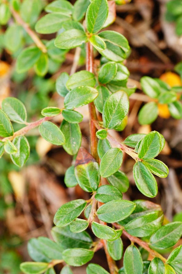 Shrub leaves stock photo. Image of shrub, nature, green - 44874542