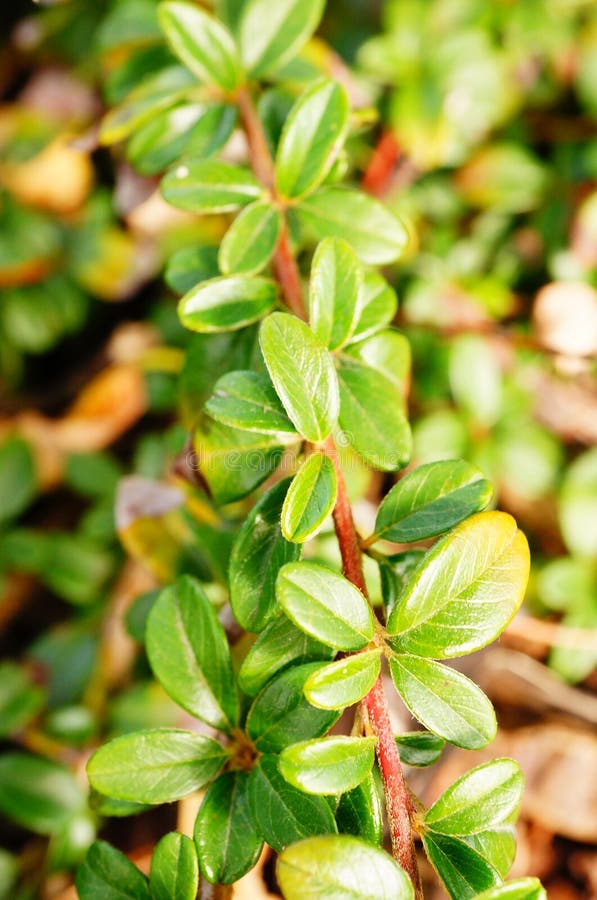Shrub leaves stock image. Image of bush, groundcover - 44874595