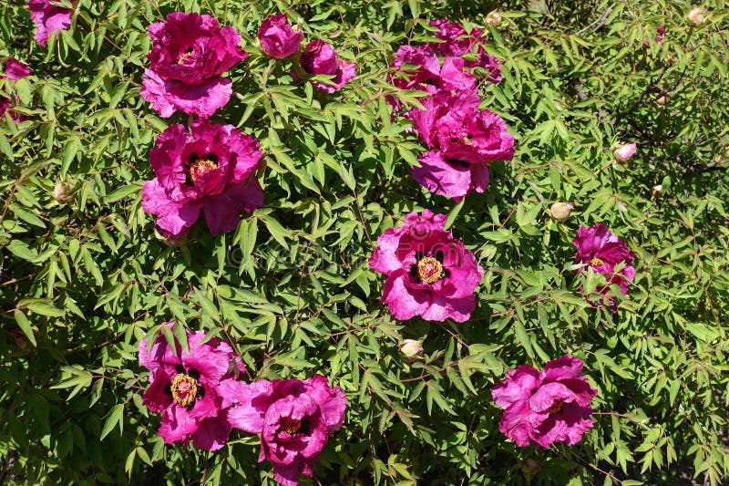 Shrub of Magenta Colored Tree Peony in Full Bloom Stock Image - Image ...