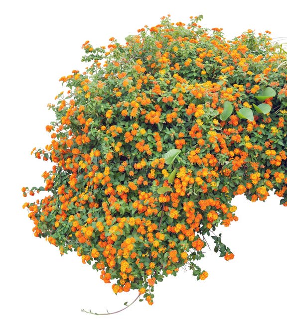 Shrub stock image. Image of flower, orange, ornamental - 45504577