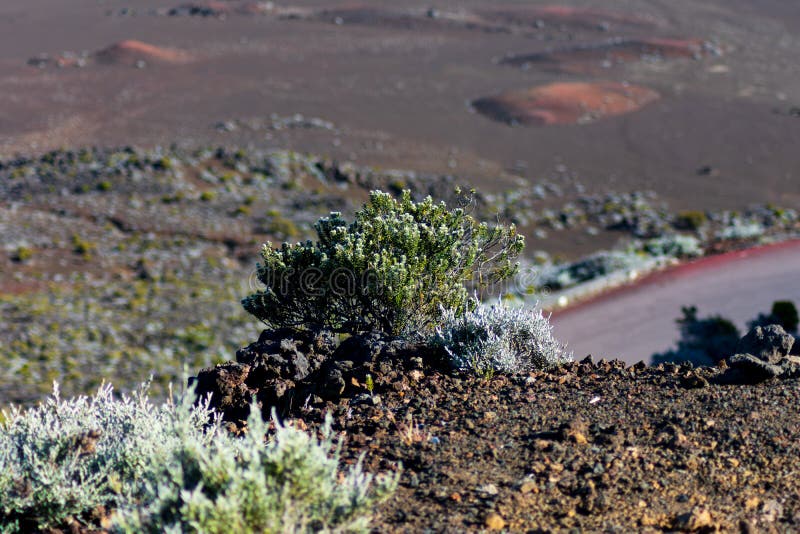 Shrub Overlooking Rocky Volcano Landscape Stock Photo - Image of ...