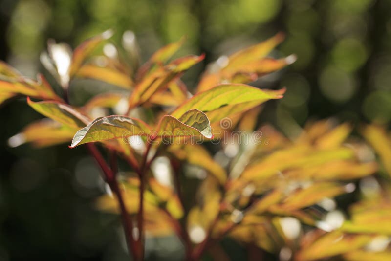 Shrub Peony (Paeonia Suffruticosa) Stock Image - Image of bush, close ...