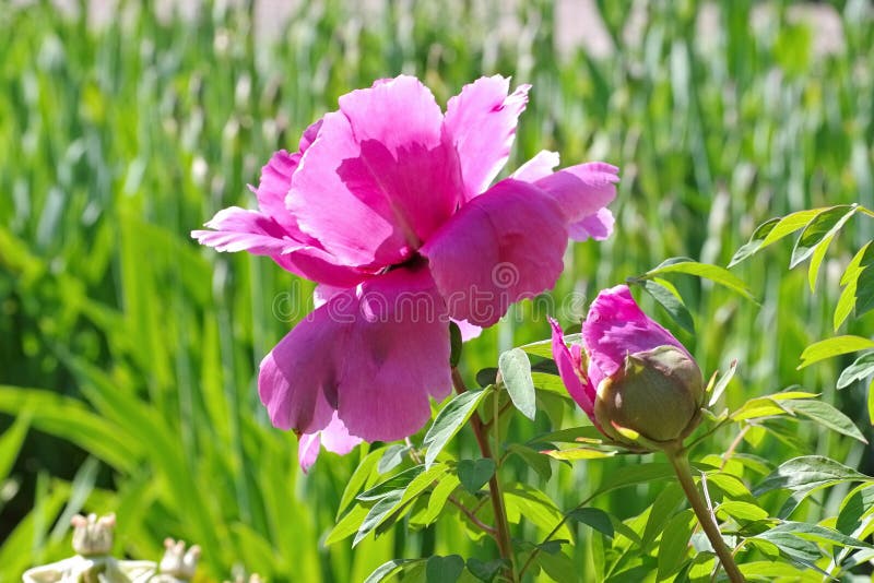 Shrub Peony (Paeonia Suffruticosa) Stock Image - Image of bush, close ...
