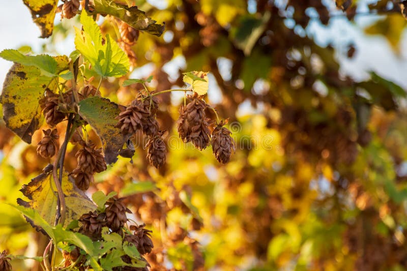 Shrub by the Pond on Which Hops Grow Stock Image - Image of bitter ...