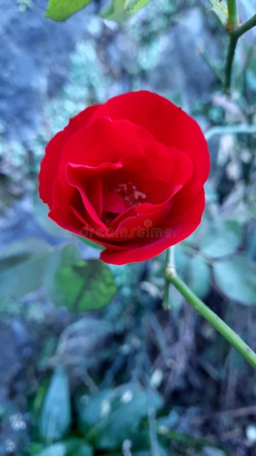 Rosa Chinensis (Chinese: ?? Pinyin: Yuèjì) Stock Photo - Image of yuèjì ...