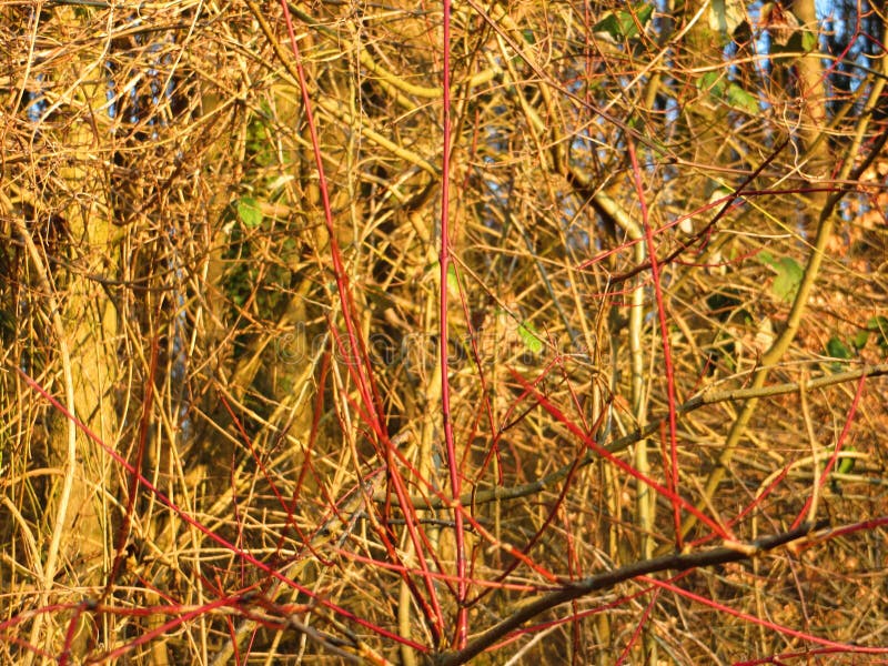 Shrub with red branches stock image. Image of sunshine - 110705043