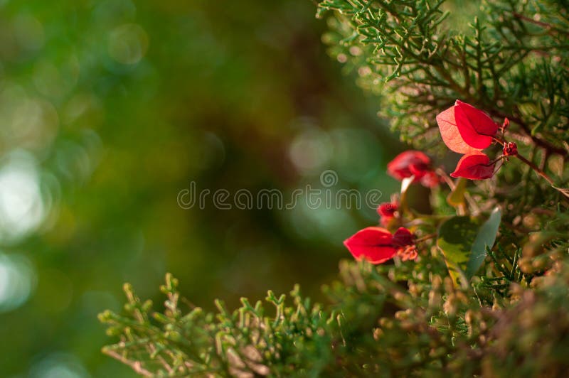 Shrub with Red Flat Flowers Stock Image - Image of green, leaf: 139630225