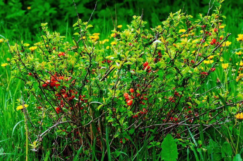 Shrub with Red Flowers in Spring Stock Image - Image of berry ...