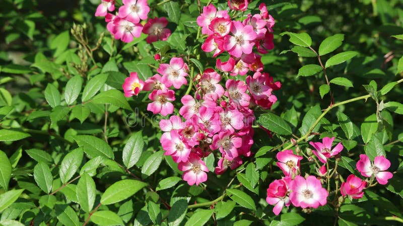 Shrub Rose with Numerous Delicate Pink Flowers Stock Video - Video of ...