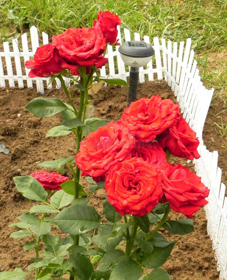 Shrub rose. stock image. Image of blooming, floral, beauty - 43506961