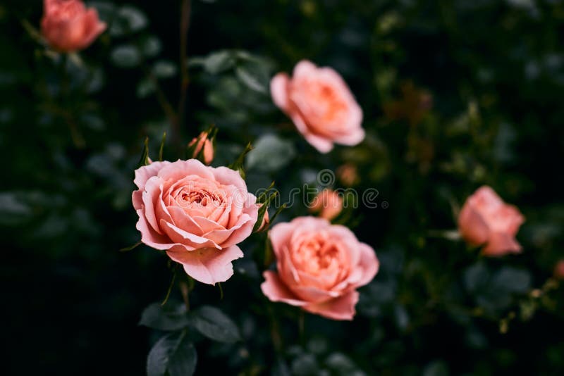 Shrub Roses on a Background of Greenery. Stock Image - Image of closeup ...