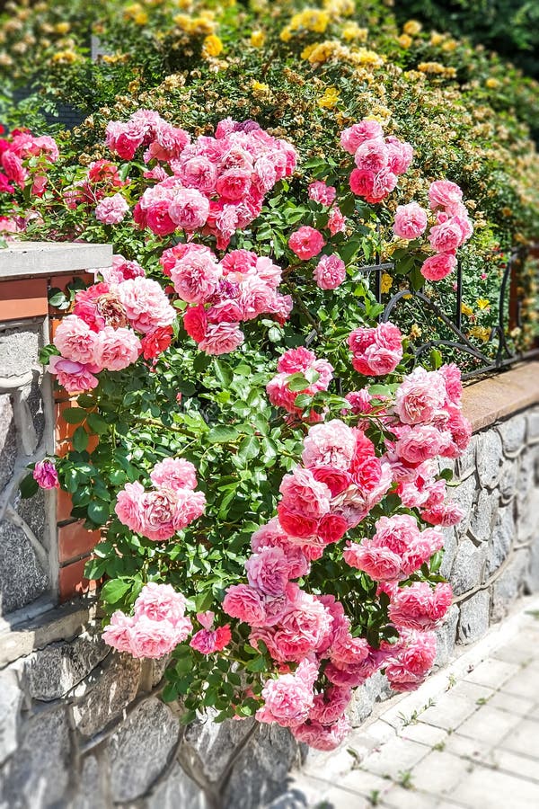 Shrub roses stock photo. Image of macro, bunch, flower - 150055070