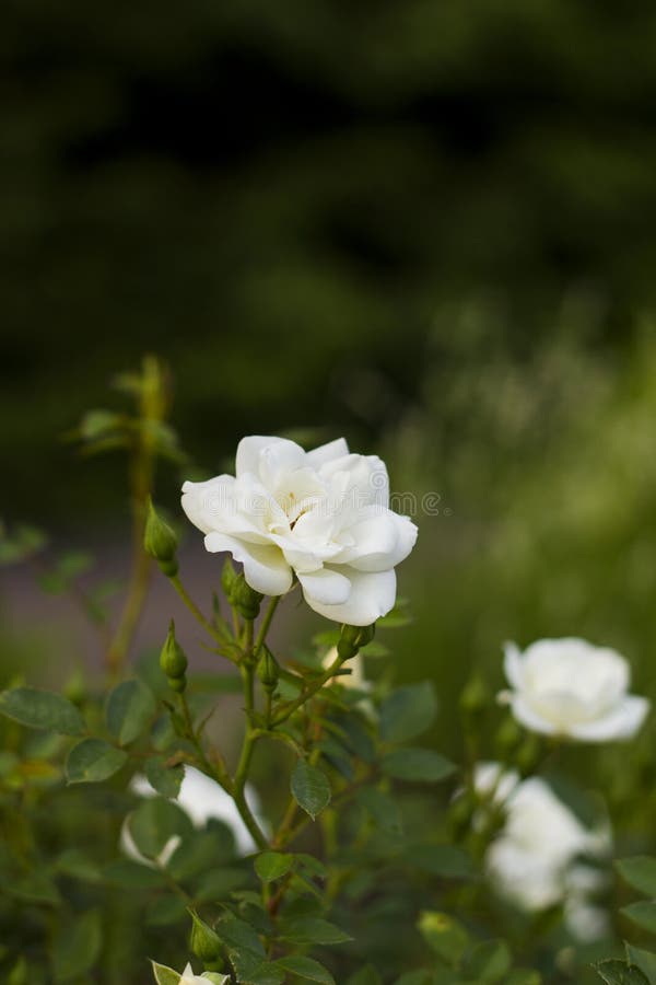 Shrub Roses White. Mini White Flowers Stock Image - Image of leaves ...