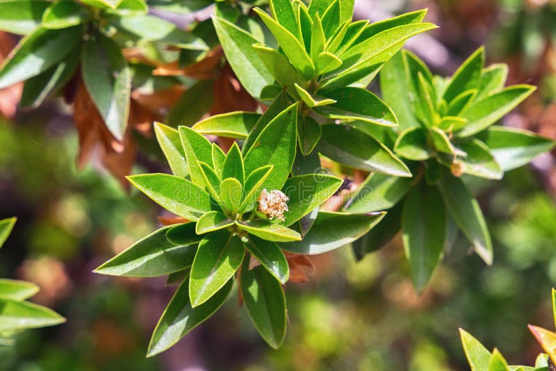 Shrub with Sharp Narrow Leaves in the Garden Stock Photo - Image of ...