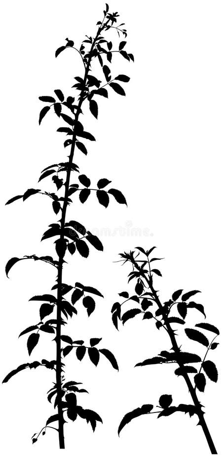 Shrub Stock Illustrations – 170,362 Shrub Stock Illustrations, Vectors ...