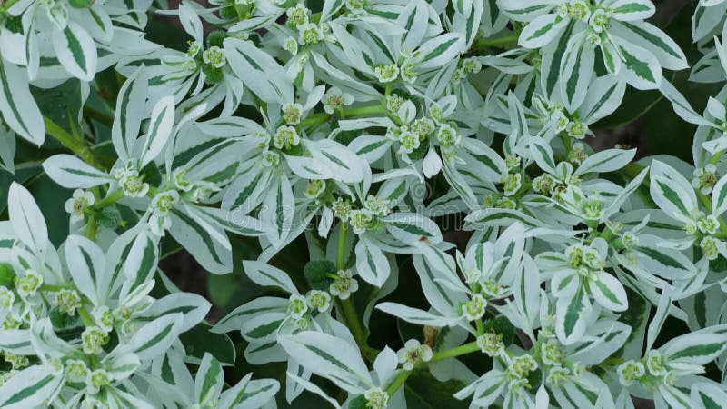 A Shrub with Small Green Leaves, an Unusual Plant Stock Video - Video ...