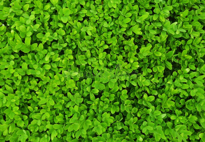 Shrub with Small Leaves As Background. Green Leaf Texture Stock Photo ...