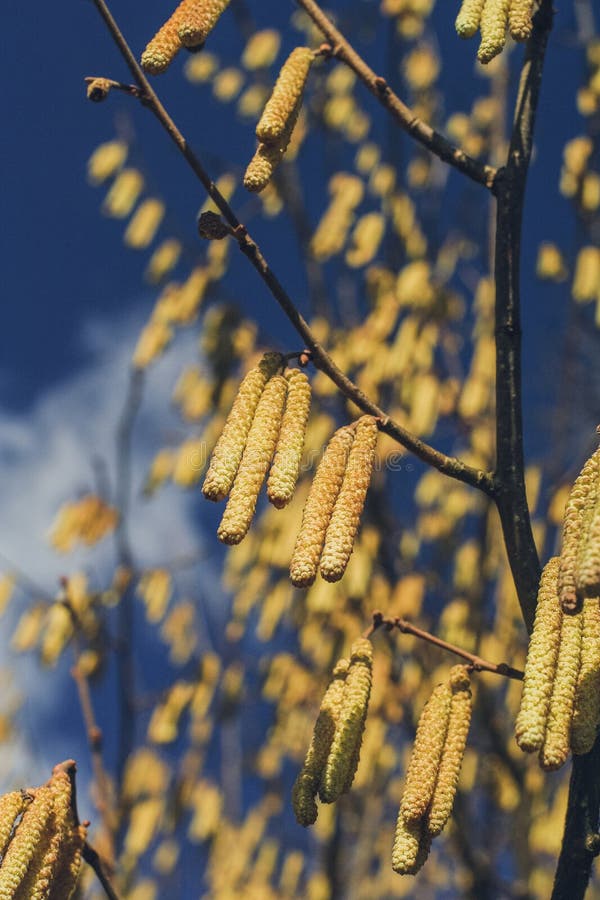 Shrub Spring Catkins on a Background of Blue Sky Stock Photo - Image of ...