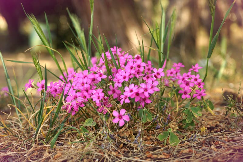 A Shrub of Tiny Pink Flowers in the Forest Stock Photo - Image of ...
